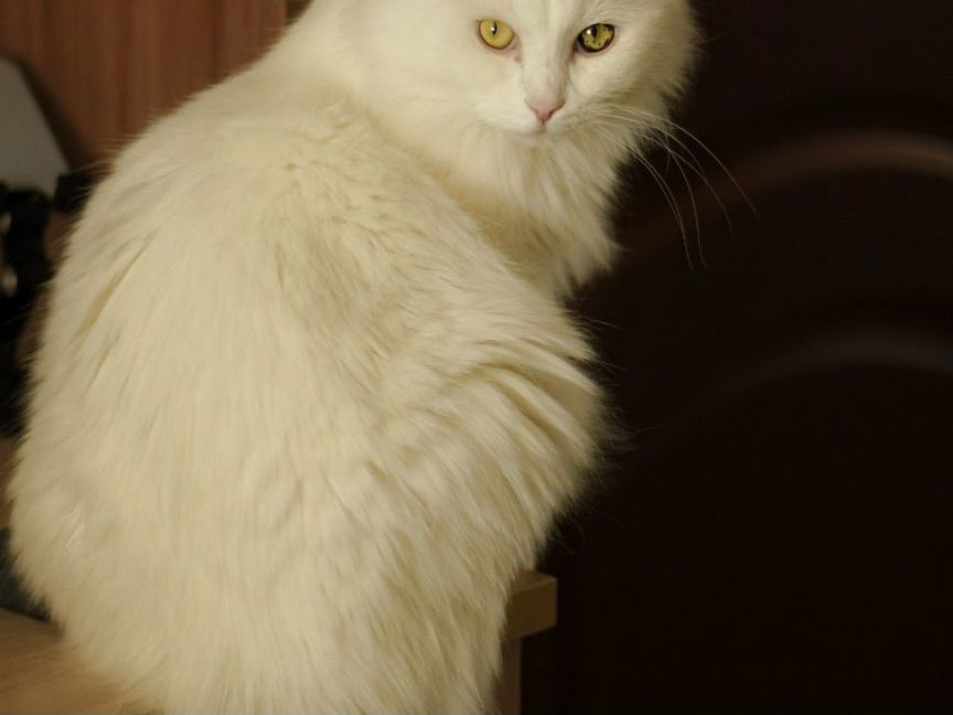 Кот Орфей в добрые руки