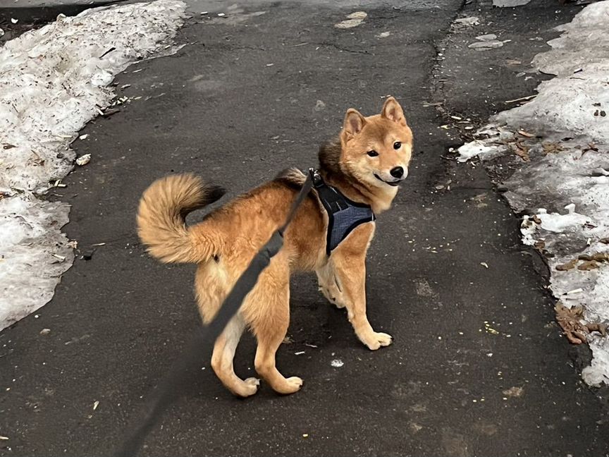 Собака сиба ину