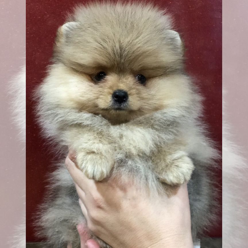 Померанский шпиц, щенок