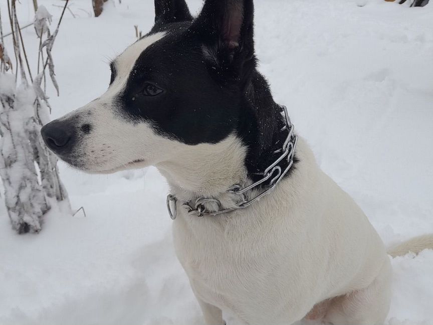 Собака в добрые руки отдам бесплатно