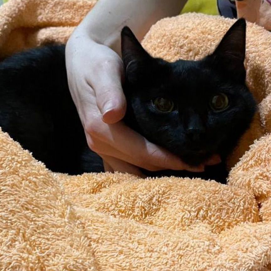 Котята