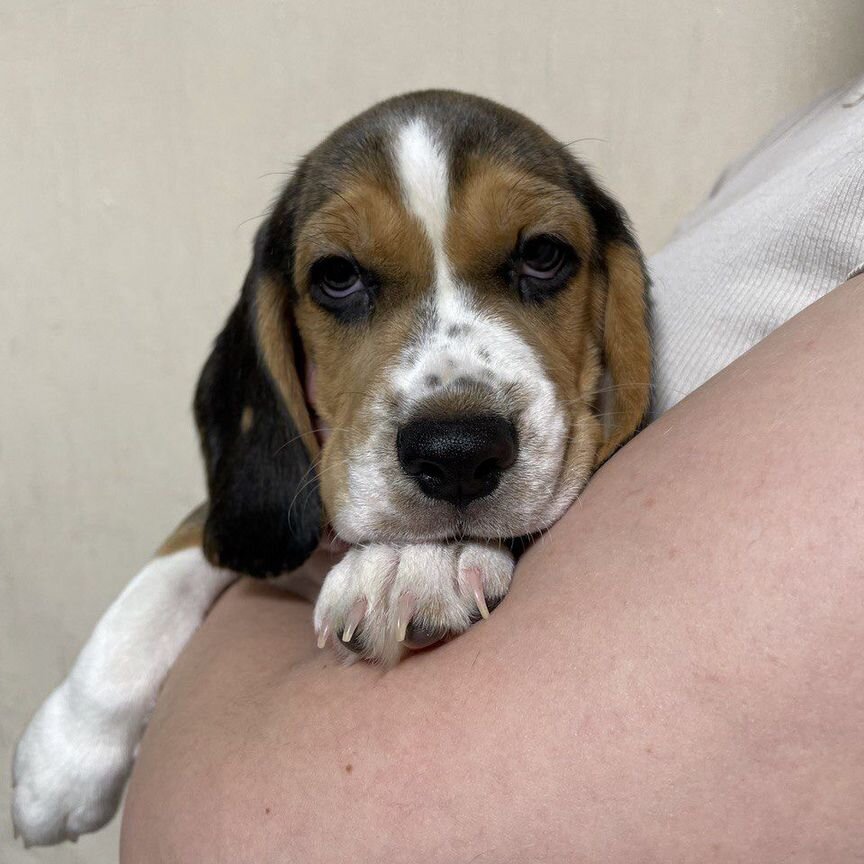 Щенки бигля с документами