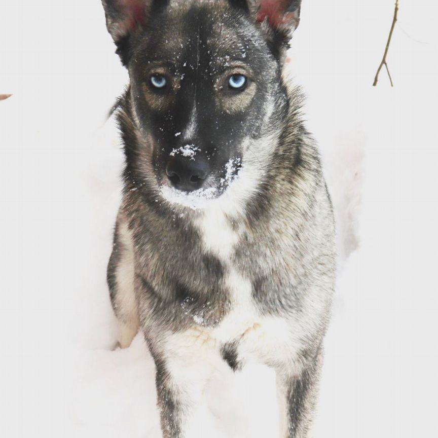 Собака в добрые руки отдам бесплатно