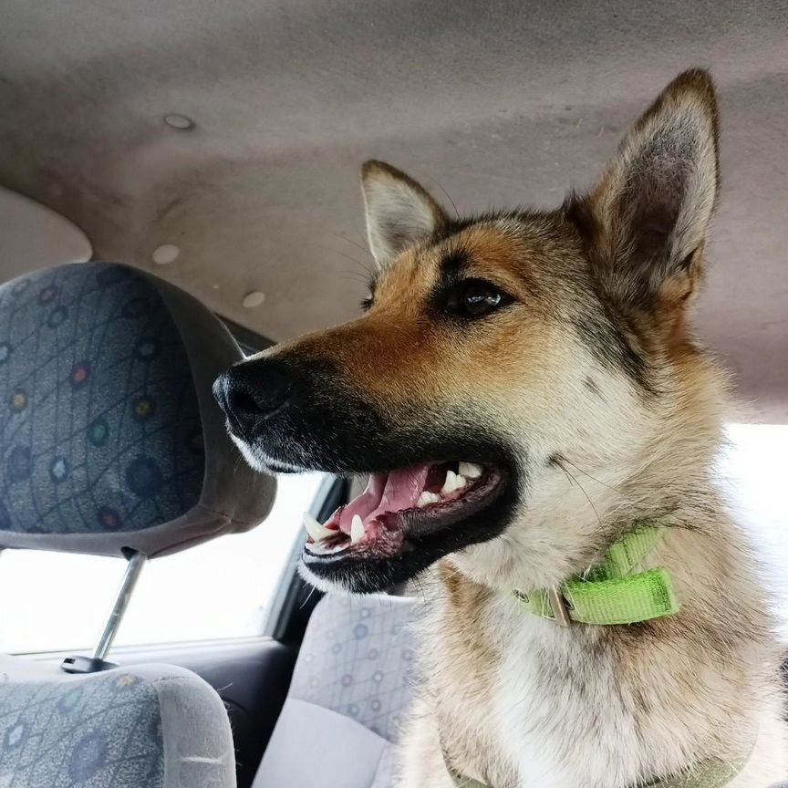 Метис овчарки и лайки