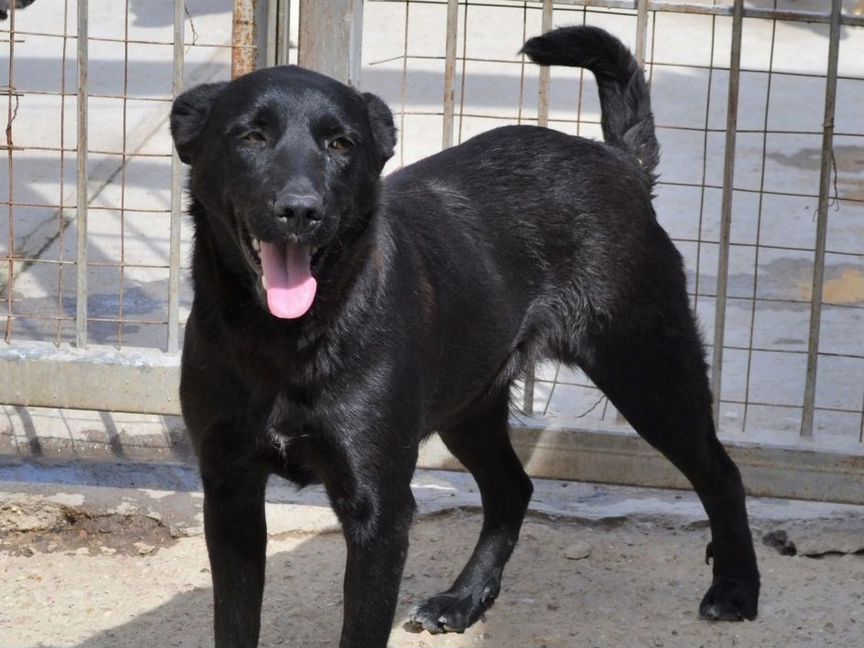 Тишка хочет домой