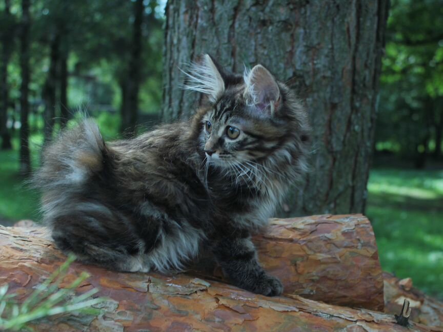 Котенок с коротким хвостиком