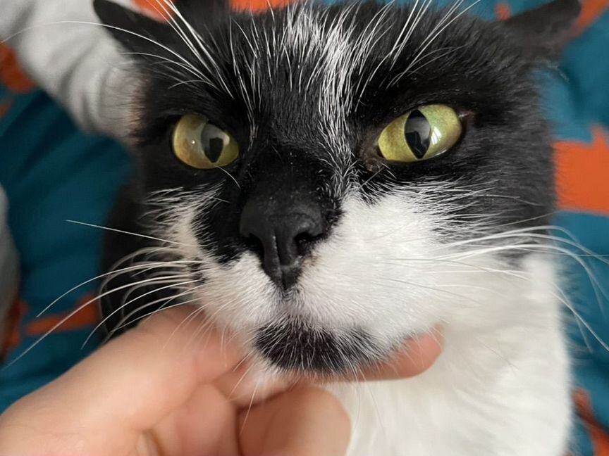 Кошка масяня