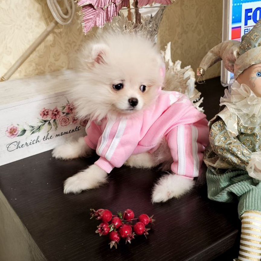 Померанский шпиц