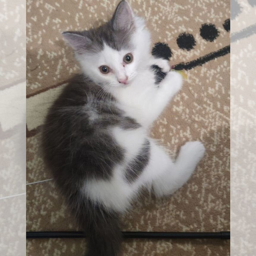 Котёнок в добрые руки