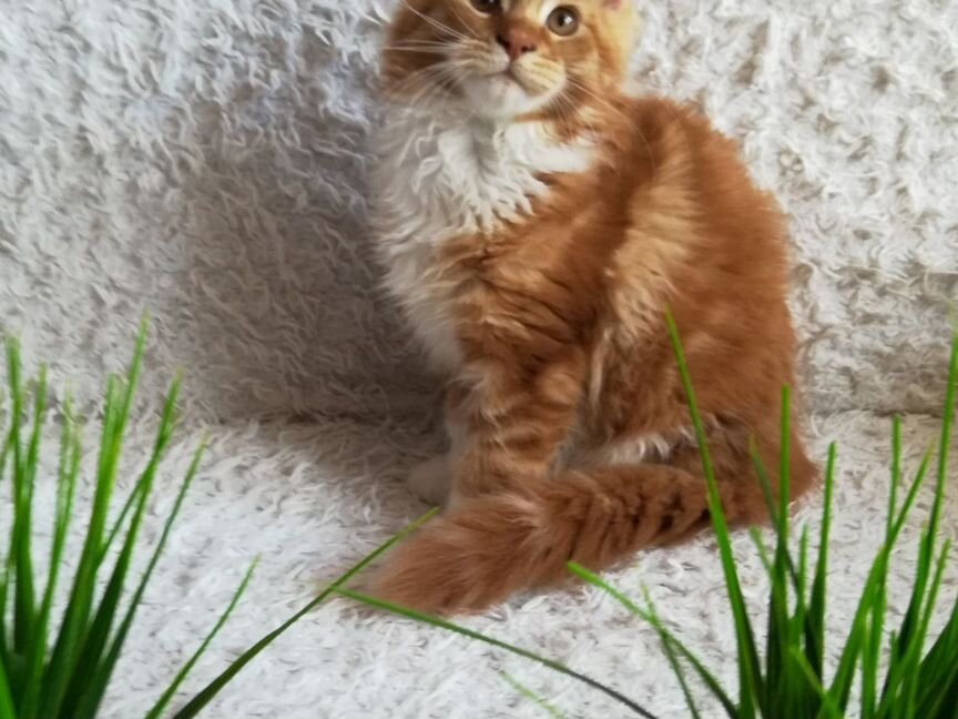 Котята мейн-кун