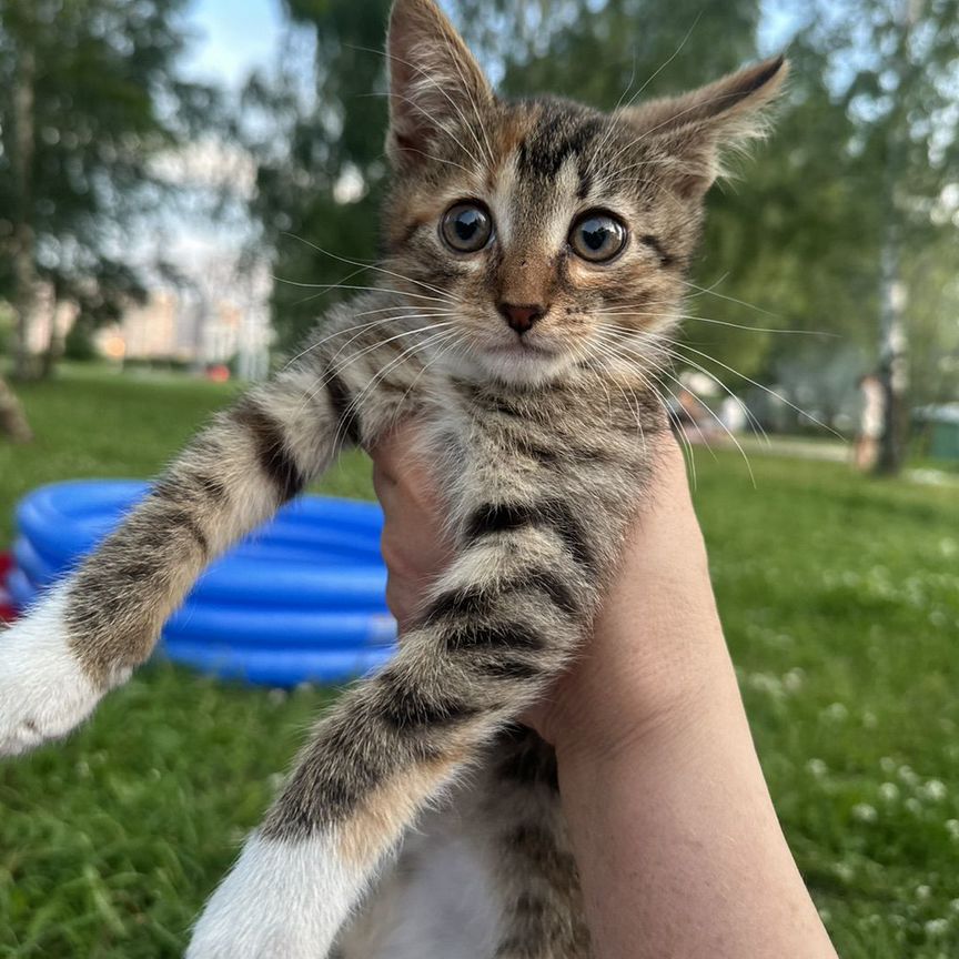 Котенок в добрый руки