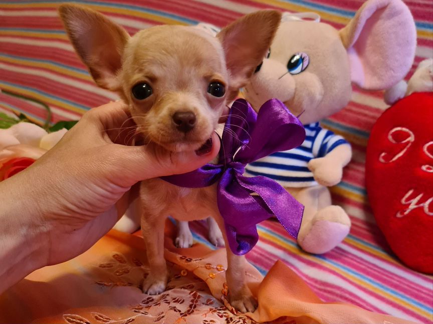 Мини девочка чихуахуа baby face до 1,5 кг