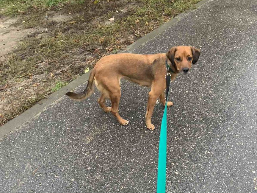 Собака в добрые руки отдам бесплатно