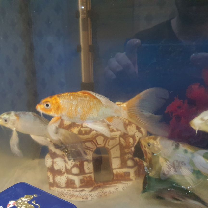 Карпы кои