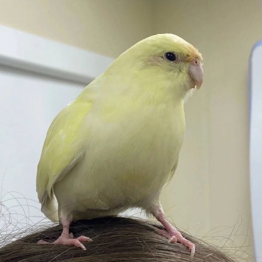 Попугай какарики