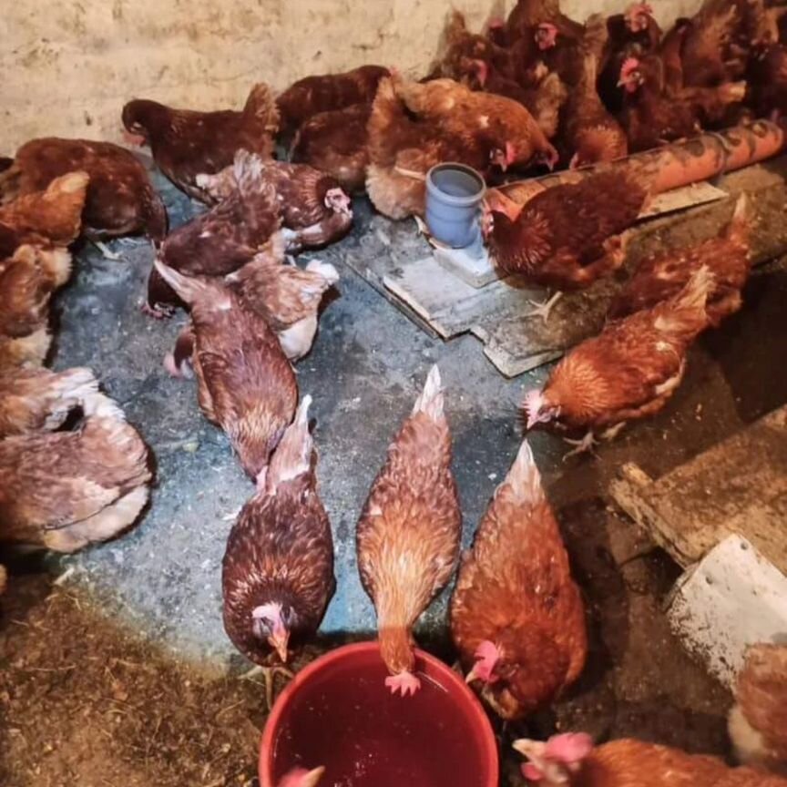 Куры несушки продам