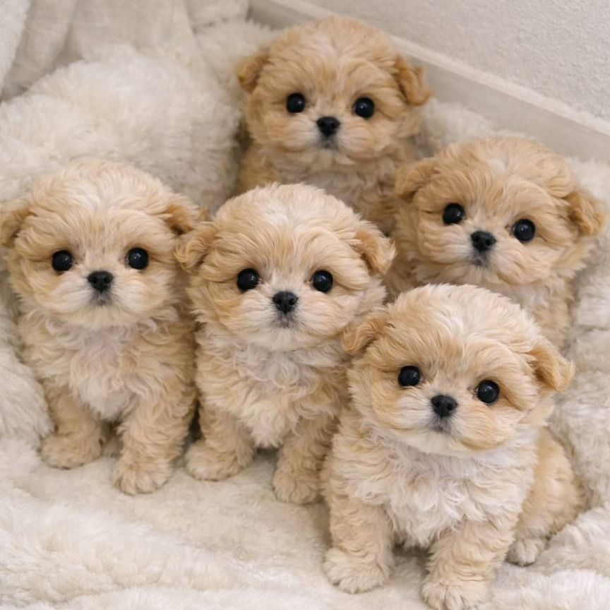 Мальтипу, щенок