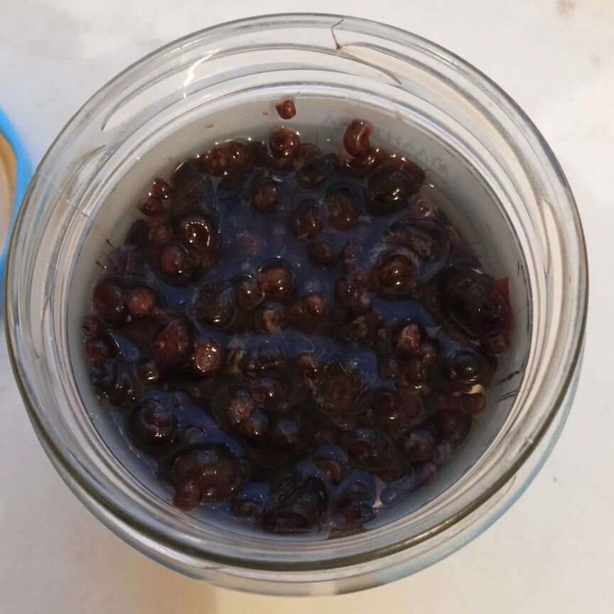 Улитки аквариумные