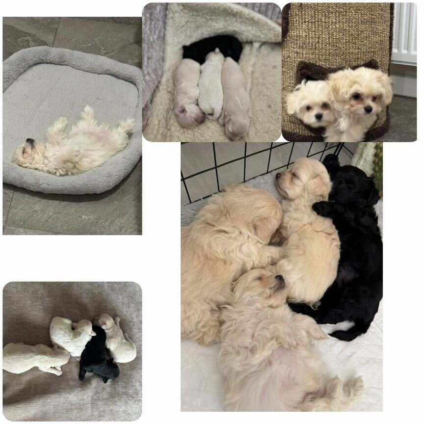 Мальтипу мини