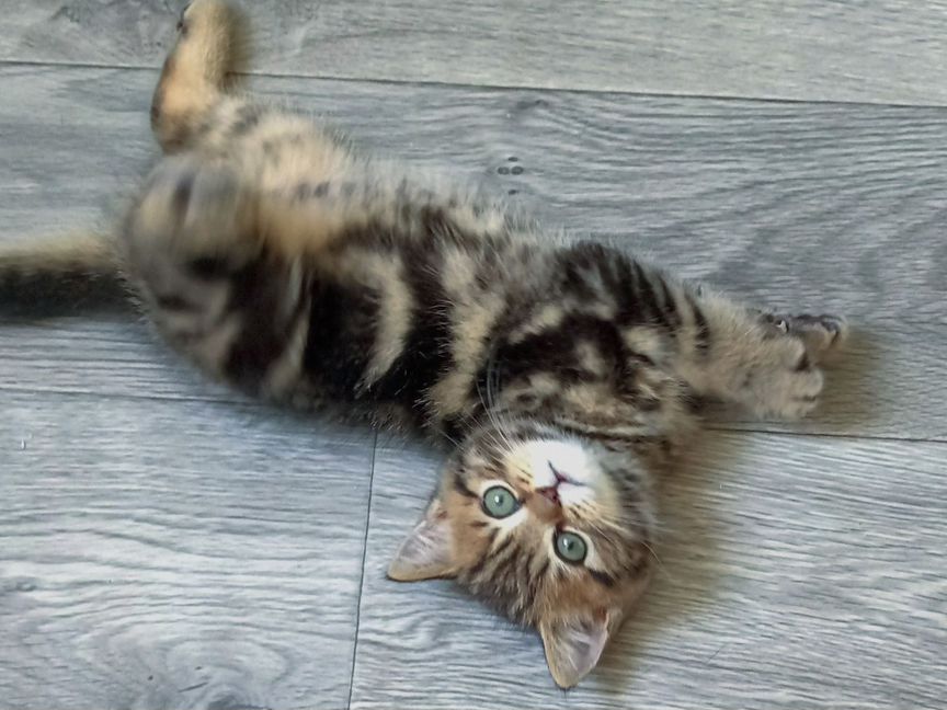 Скотиш страйт мальчик