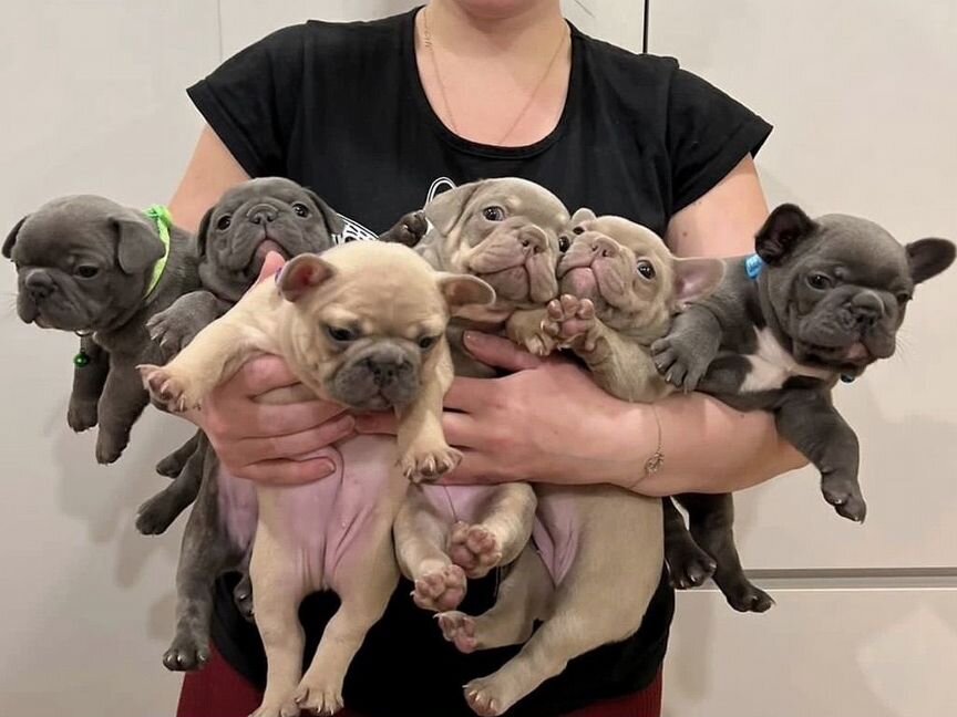 Щенки французского бульдога