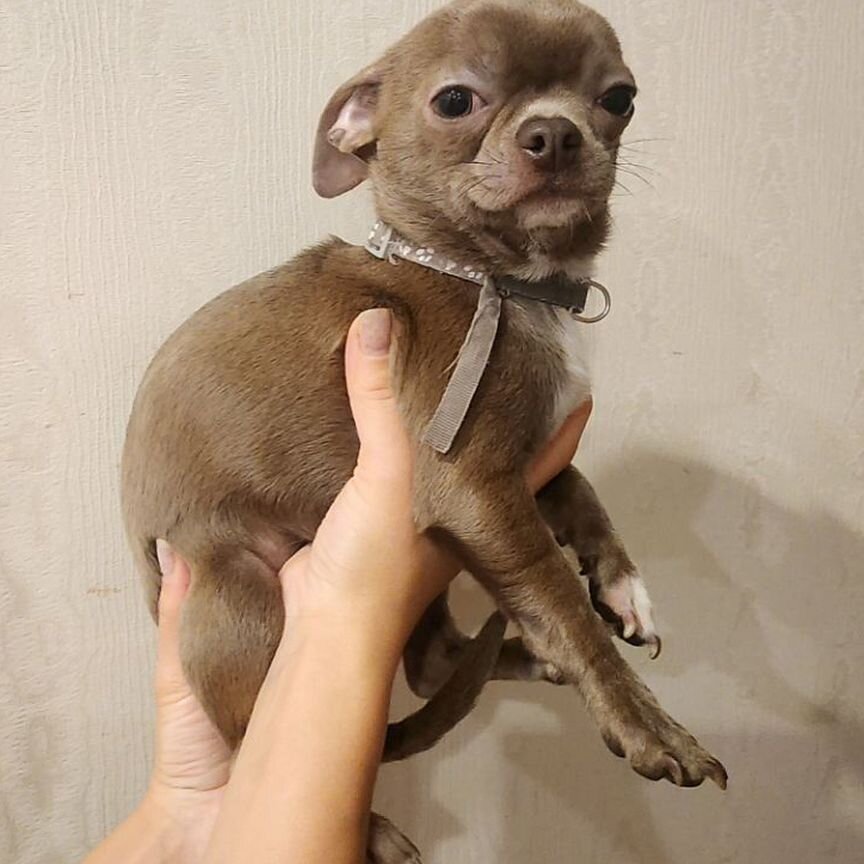 Чихуахуа, щенок