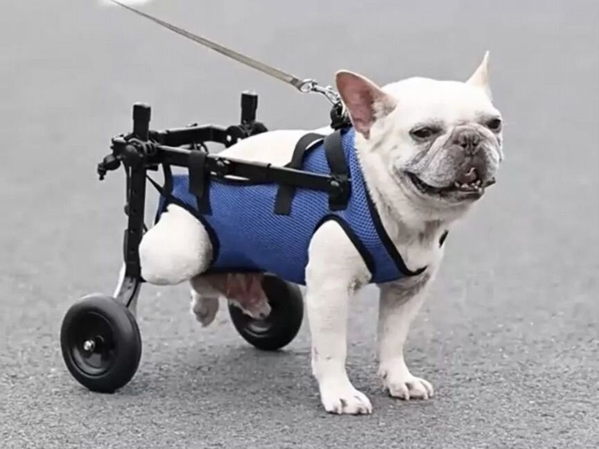 Инвалидная коляска для собак и кошек