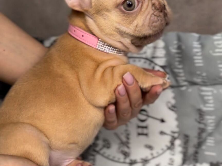 Изабелла мини щенок