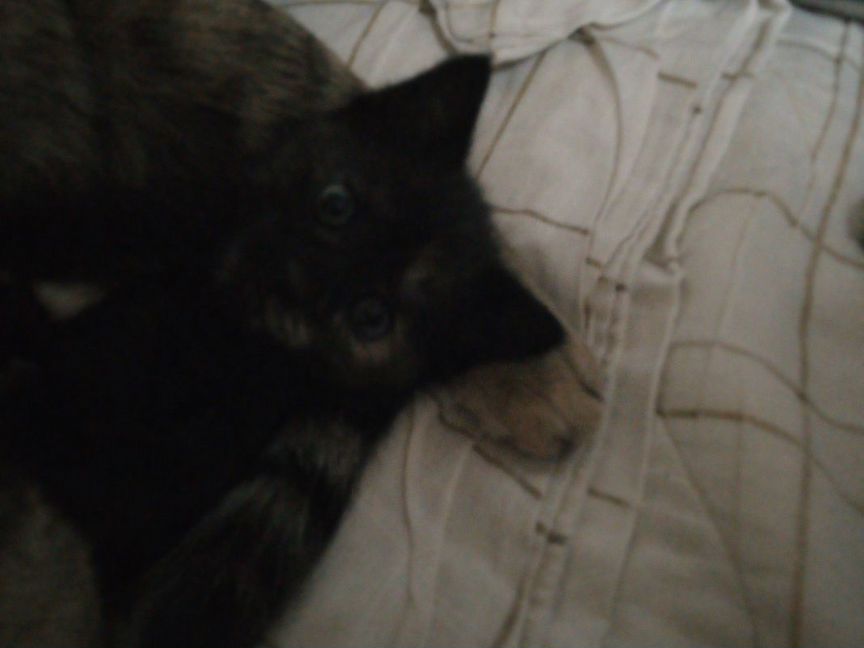 Катенок девочка 1месяц