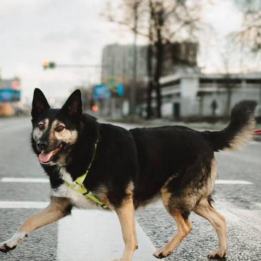 Взрослая собака в добрые руки