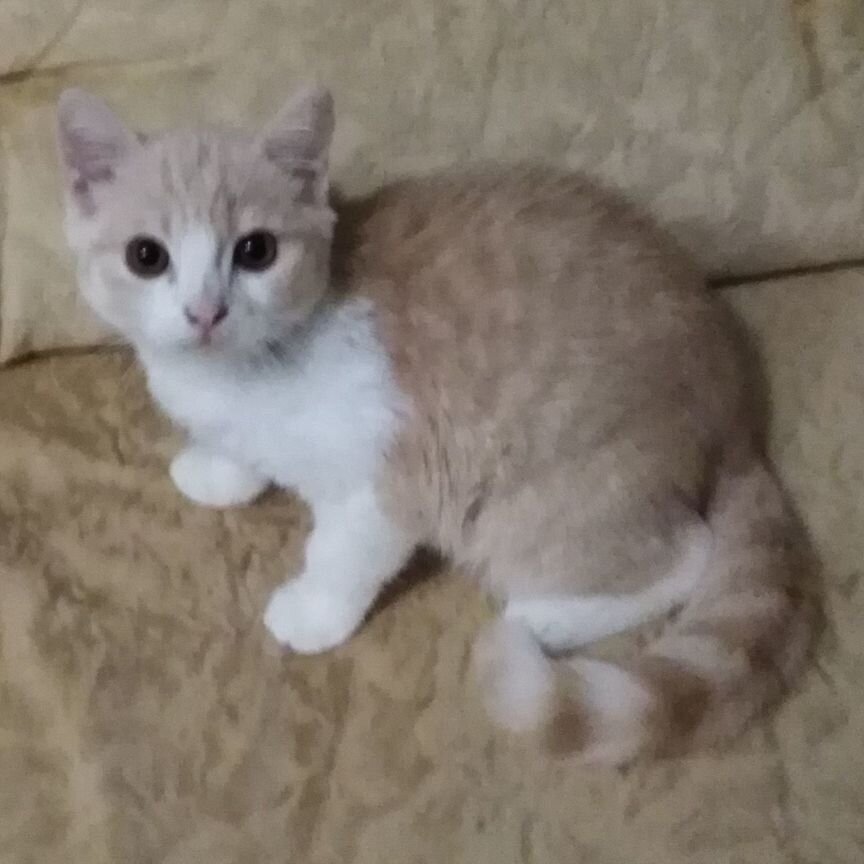 Британский котенок. 4 мес
