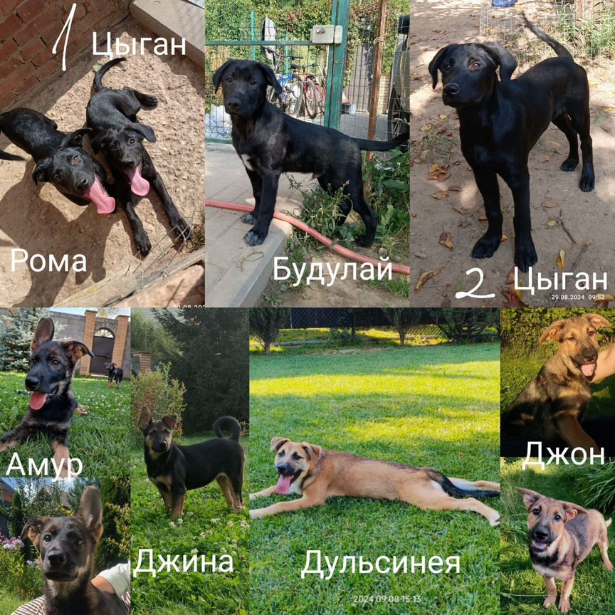 Мальчики и девочки,в добрые руки
