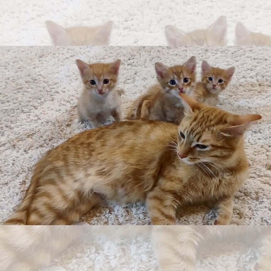 Котёнок от частного владельца