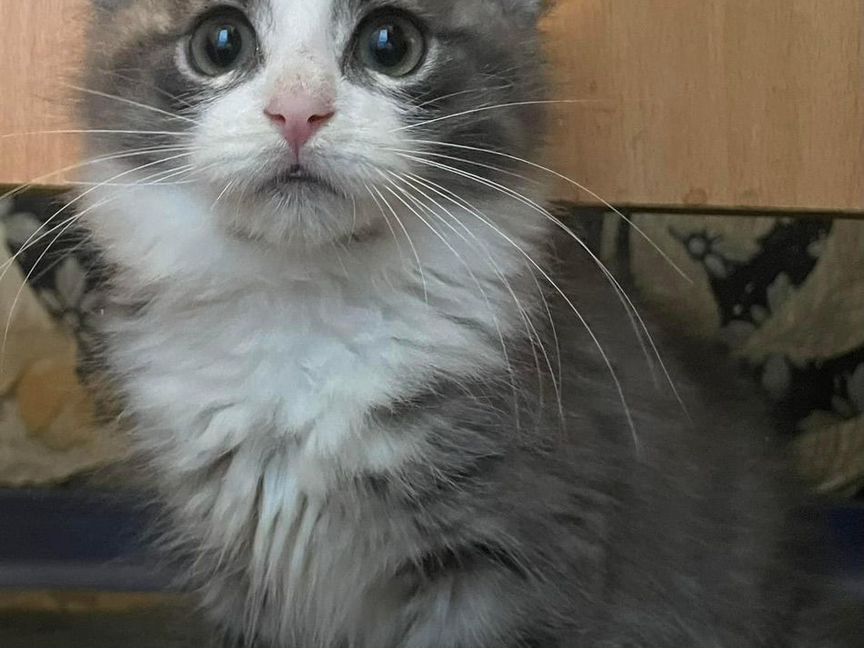 Котенок пушистая девочка 3 мес