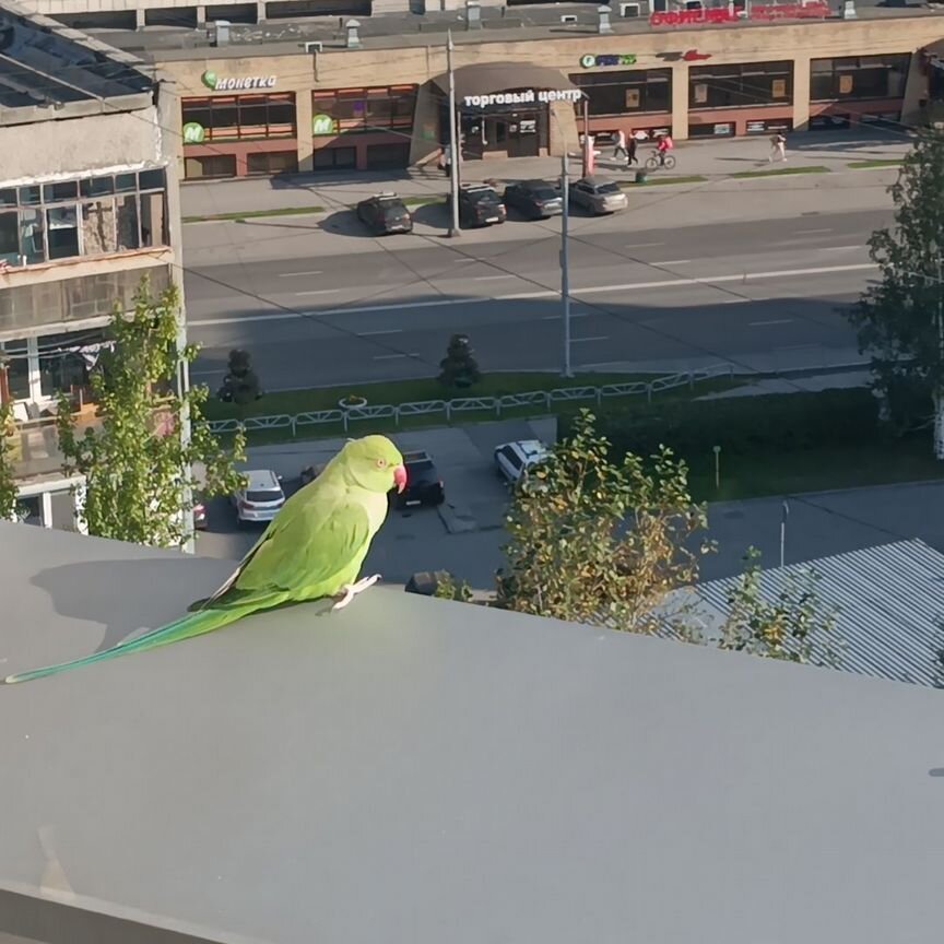 Ожереловый попугай найден. Ждёт хозяина