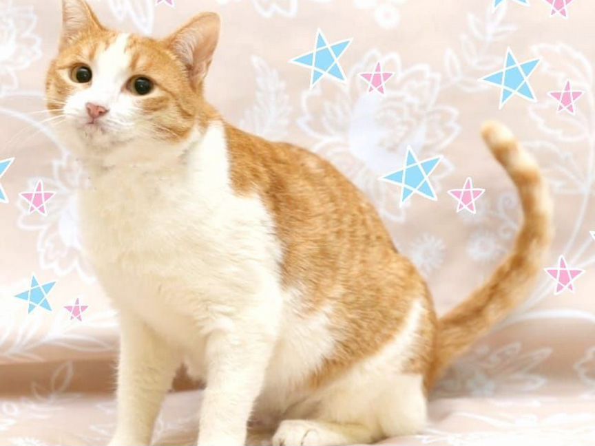 Хорошенькая кошечка, стерелизованная, с прививками