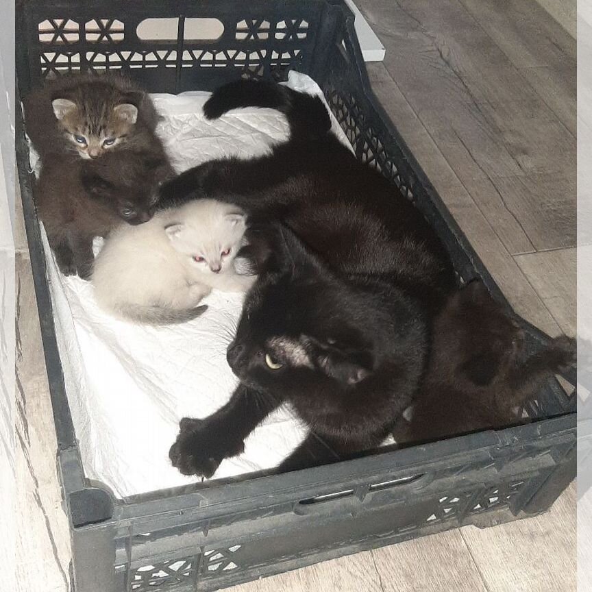 Котёнок в добрые руки