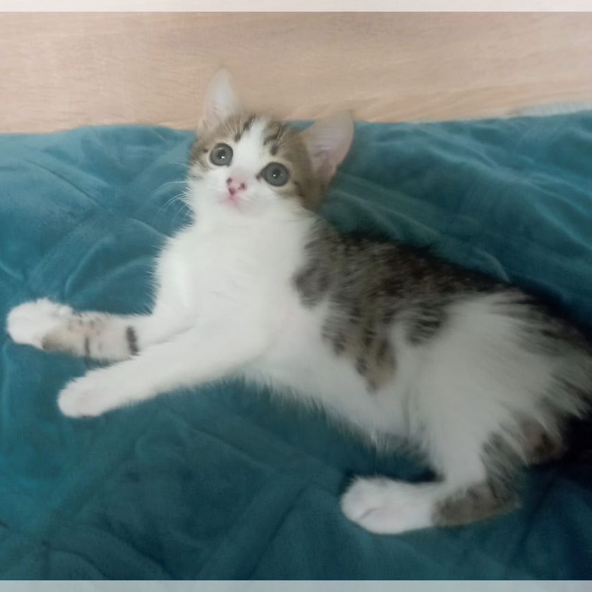 Котёнок в добрые руки