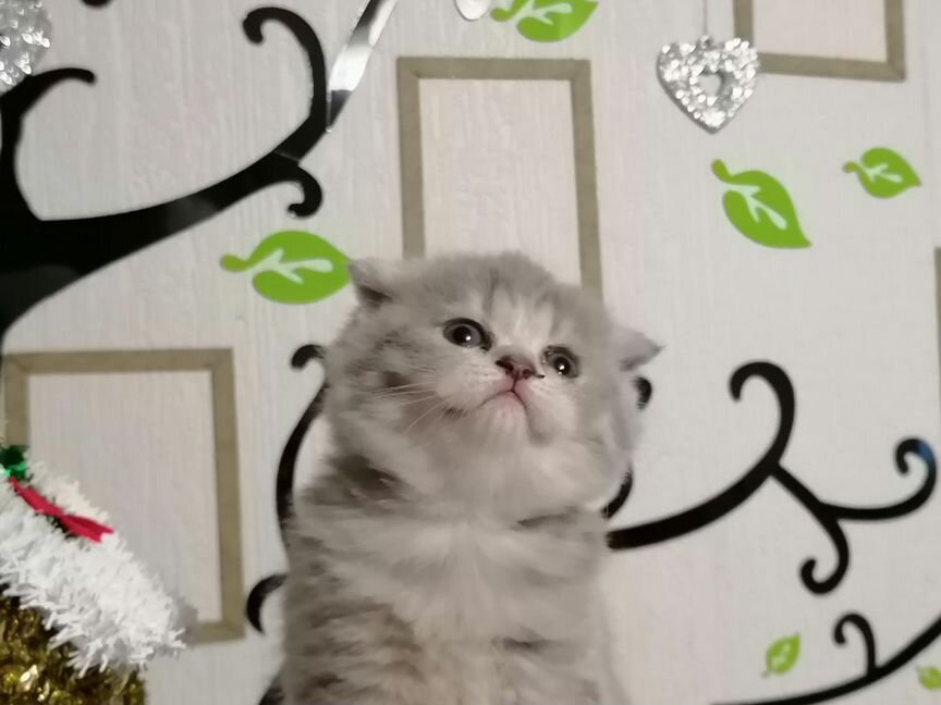 Шотландские чистокровные котята шиншиллы
