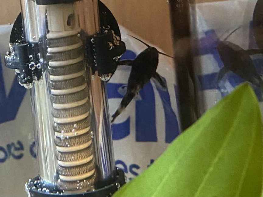 Сомик синадонтис