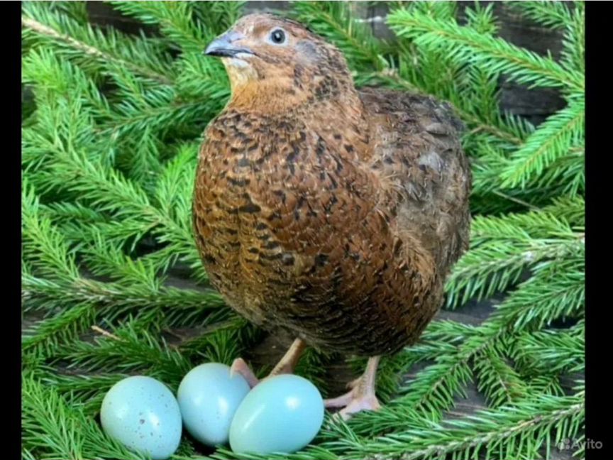 Продаю петушков селадон