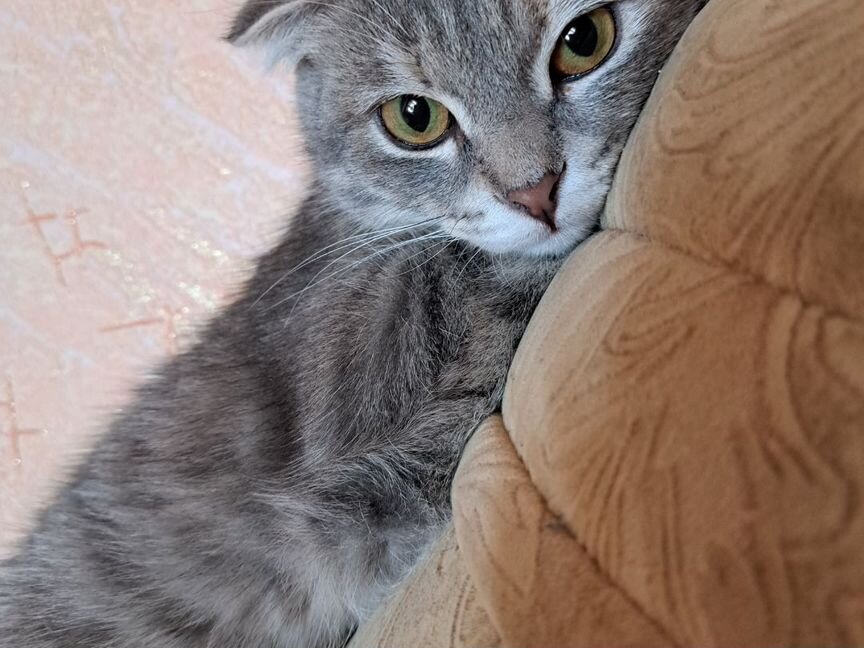 Нужен шотландский кот на вязку