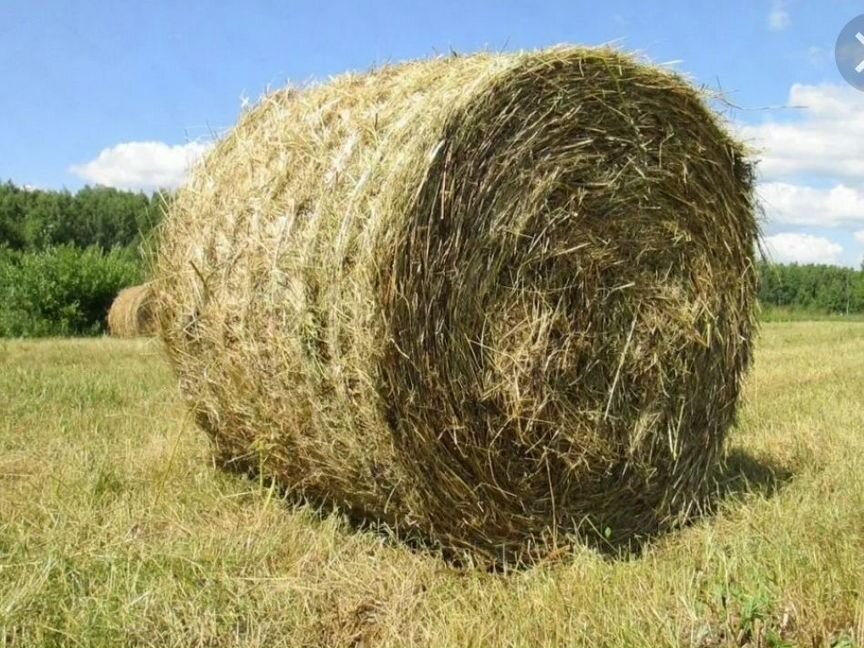 Продам сено в рулонах