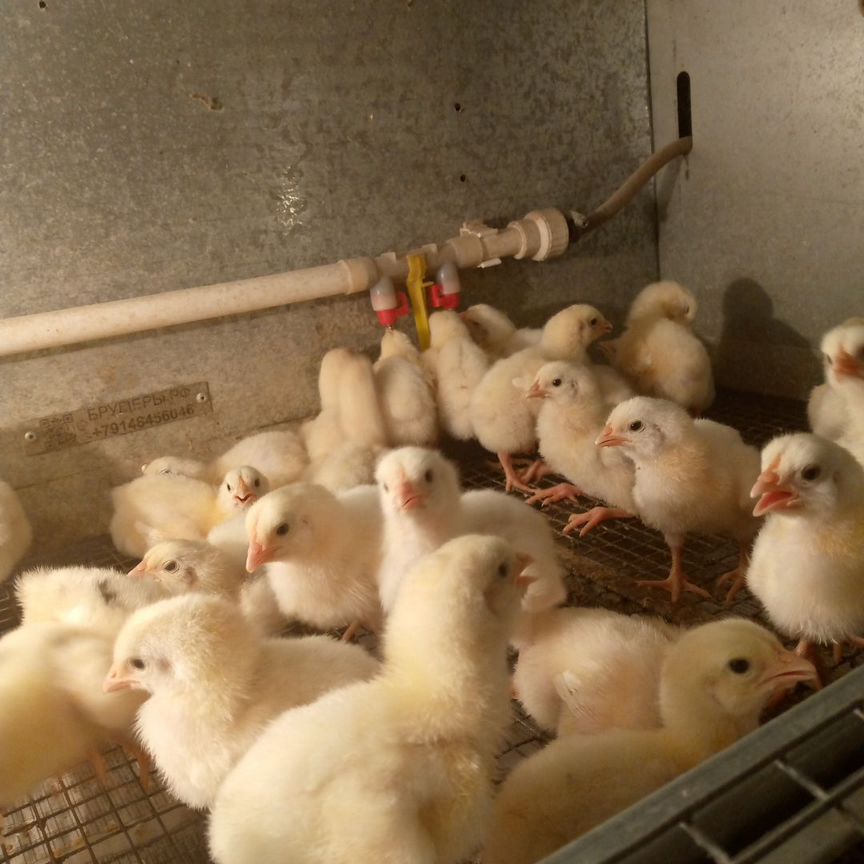 Цыплята бройлеры