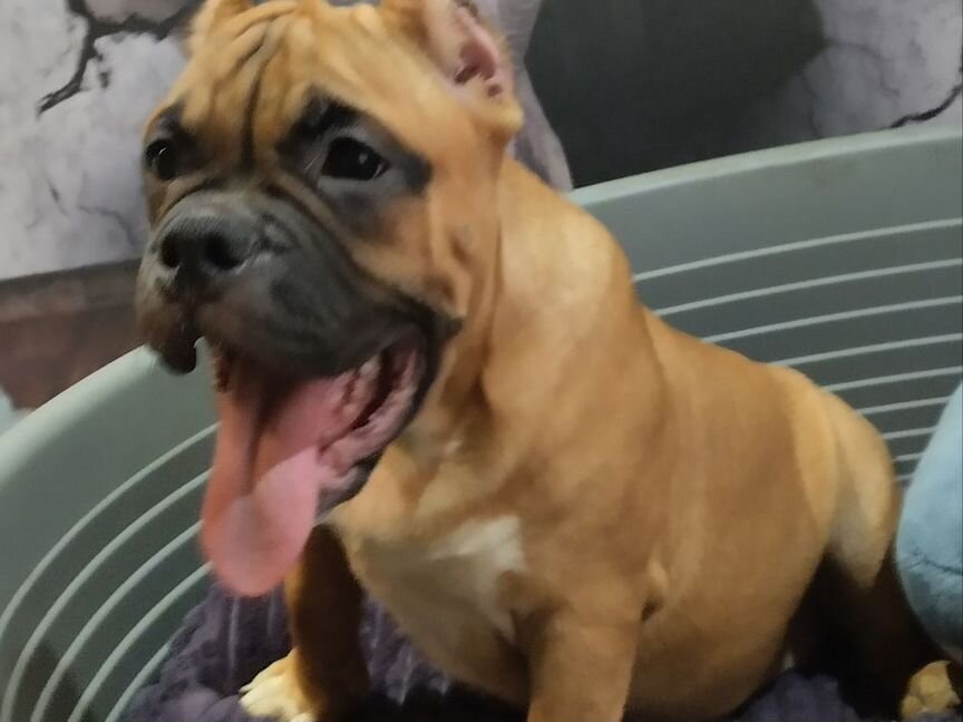 Американский булли покет экзот