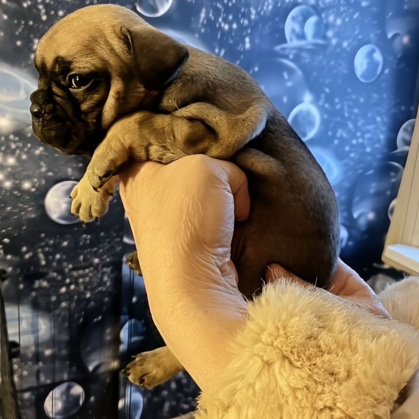 Французский бульдог, щенок