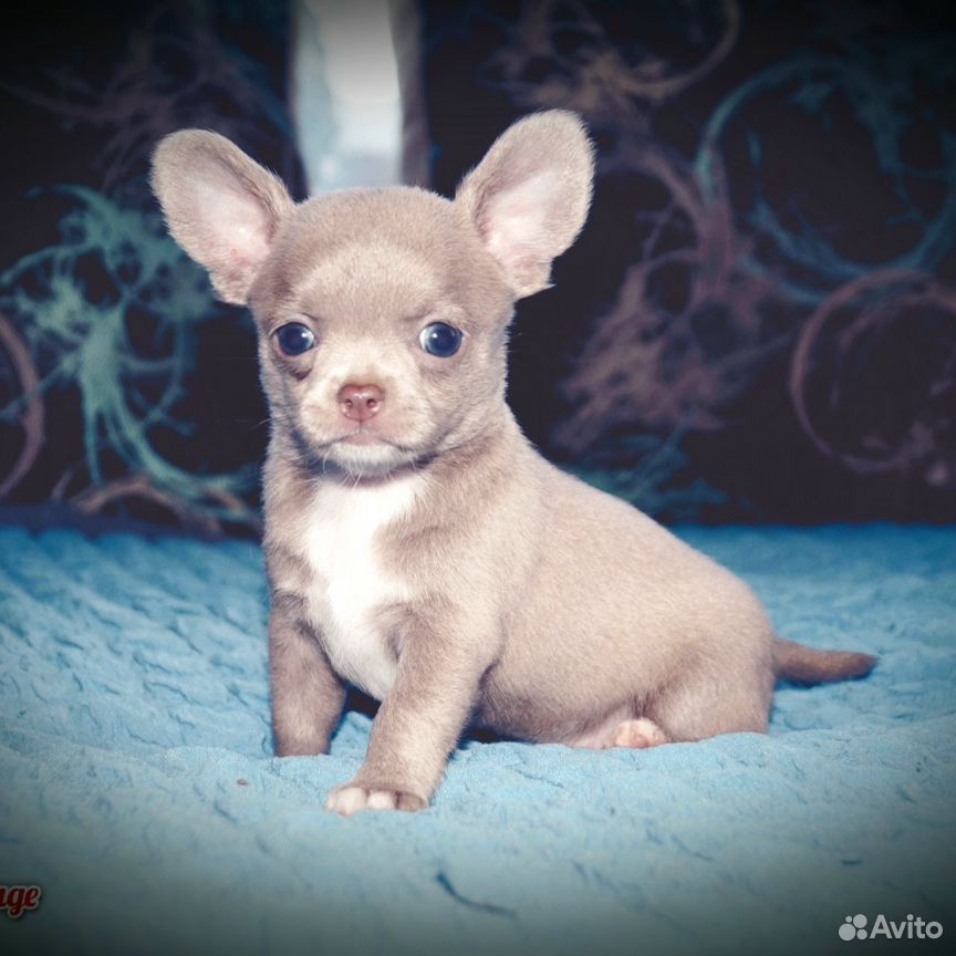 Лиловая девочка чихуахуа