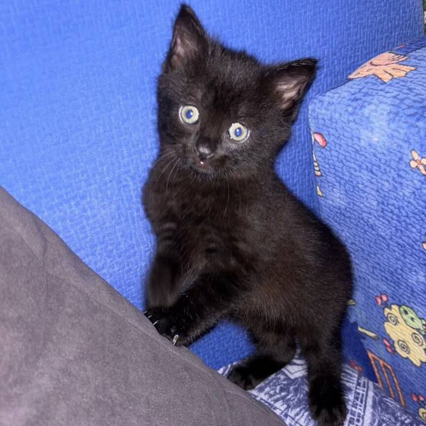 Котёнок