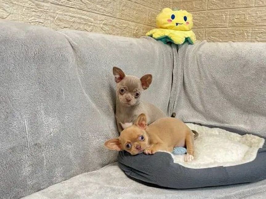 Чихуахуа щенки (мальчики; девочки)