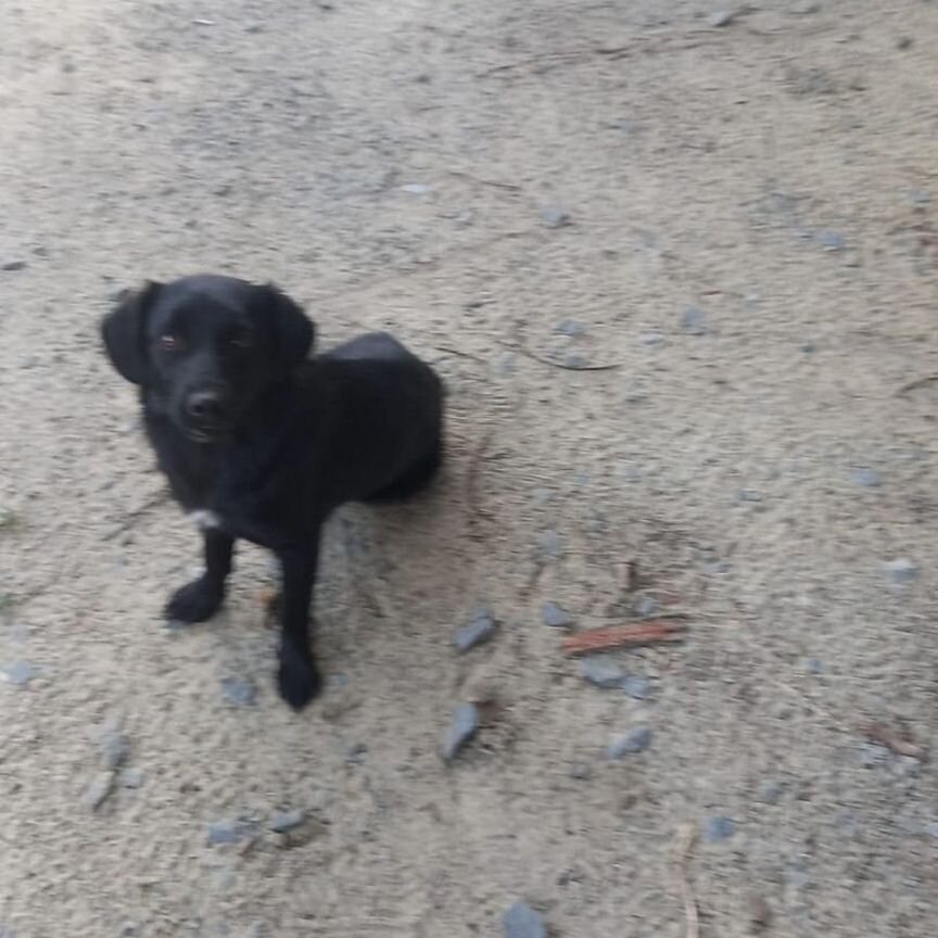 Собака в добрые руки